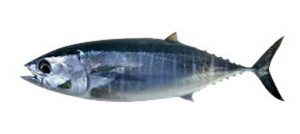 Tuna Indonesia Mandiri